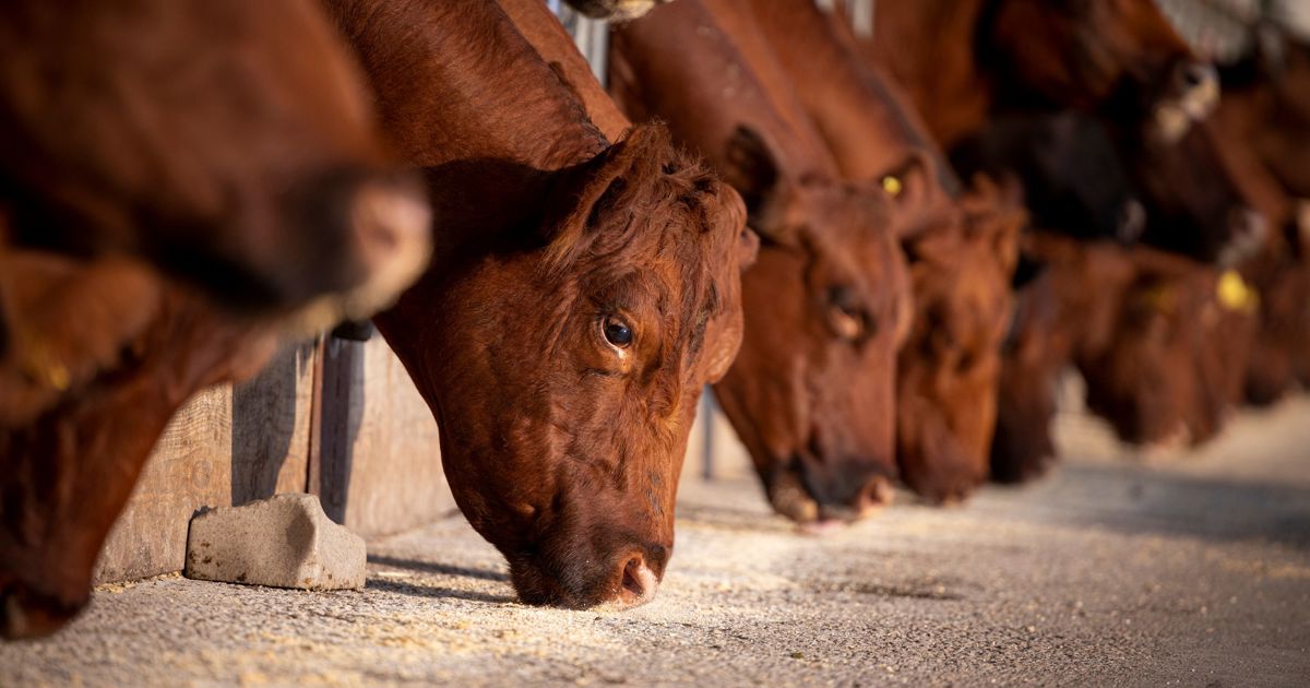 Factory farming: the world’s biggest cause of food waste
