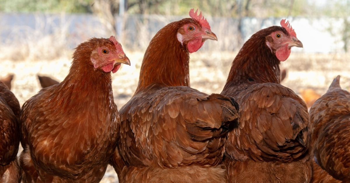 Progressive egg producer case studies