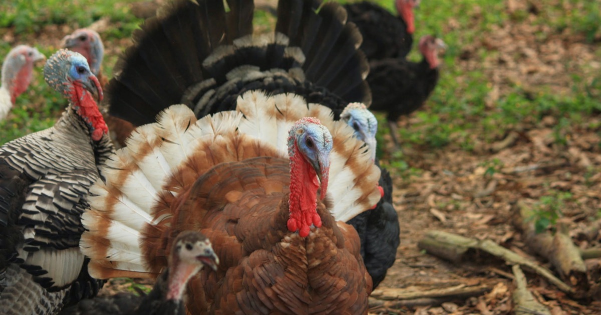 Considering Turkey Welfare This Holiday Season